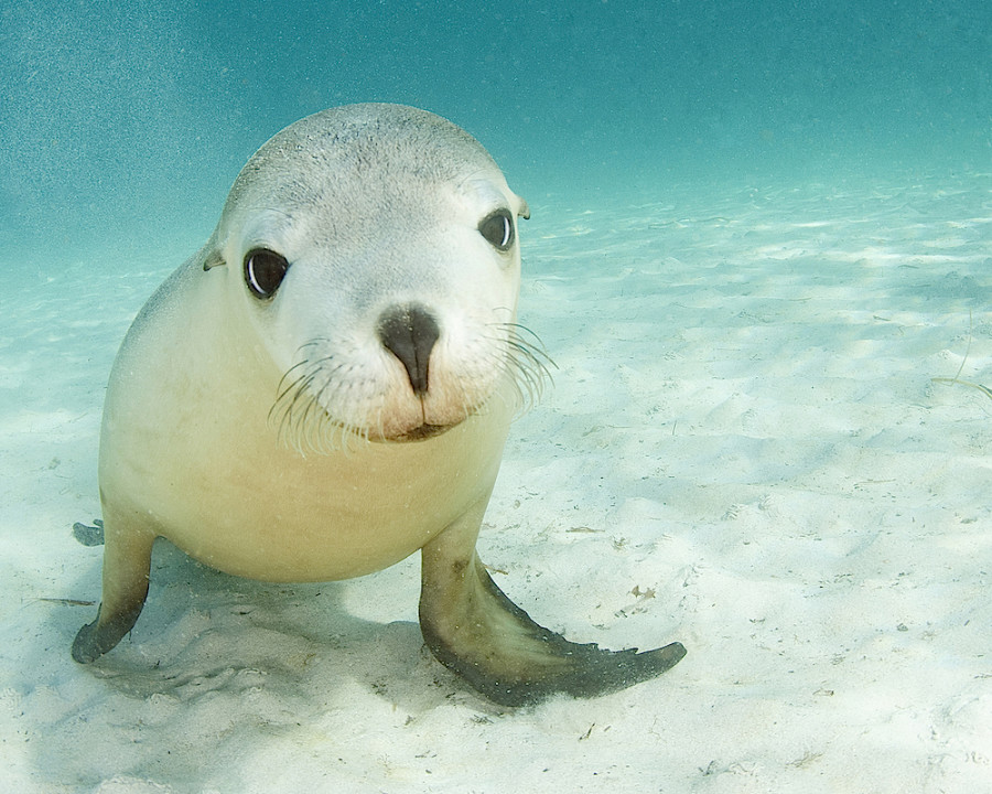 Marine Mammals – Gloria.Freund